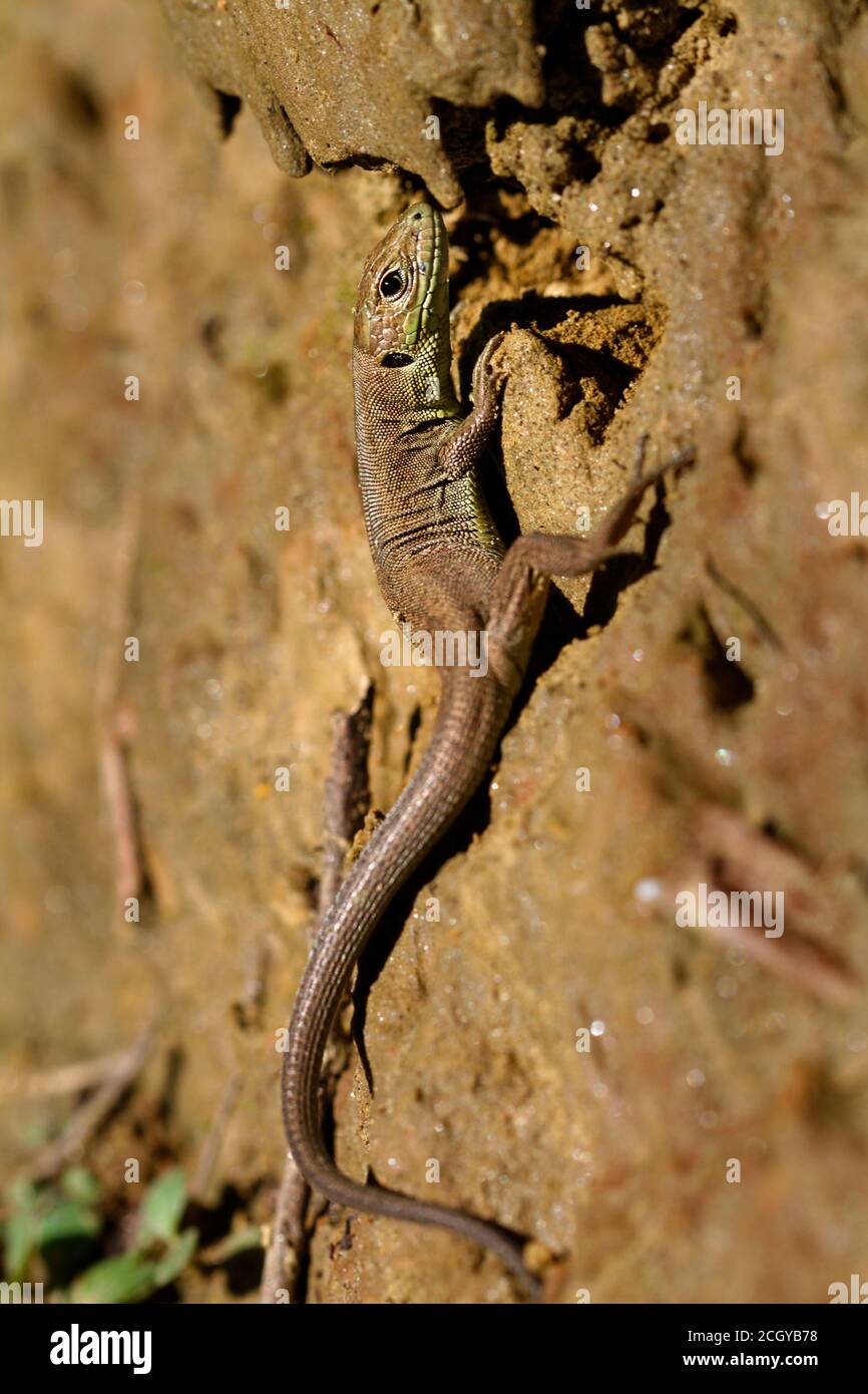 Common wall lizard on a steep soil Stock Photo - Alamy