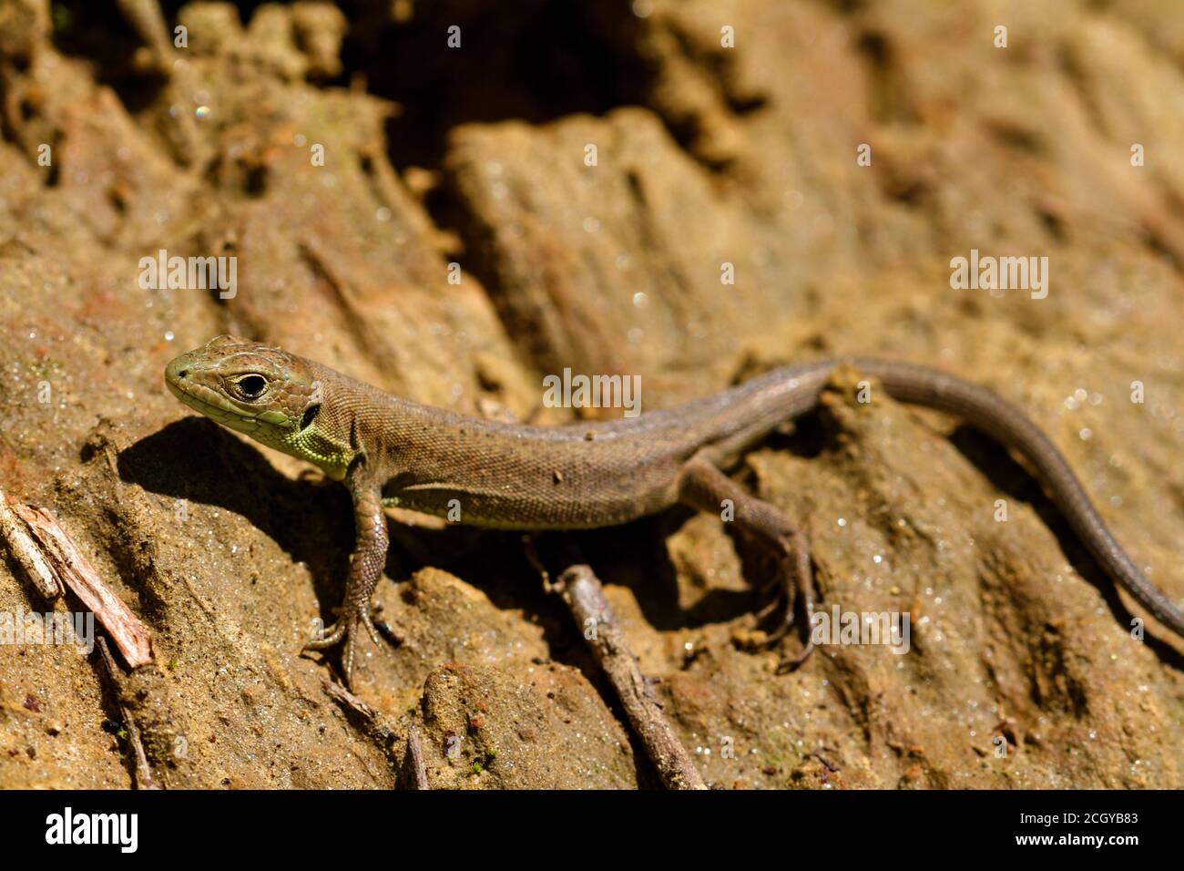 Common wall lizard on a steep soil Stock Photo - Alamy