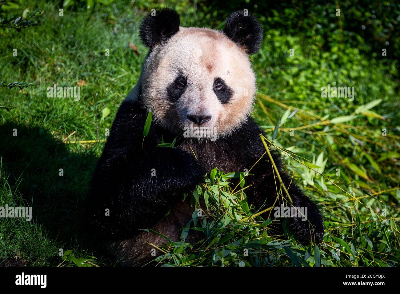 Panda eat eating food hungry hi-res stock photography and images - Alamy
