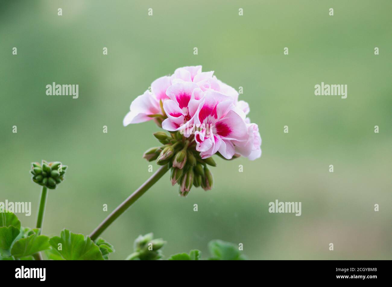 Pink Bicolor Geraniums High Resolution Stock Photography and Images - Alamy