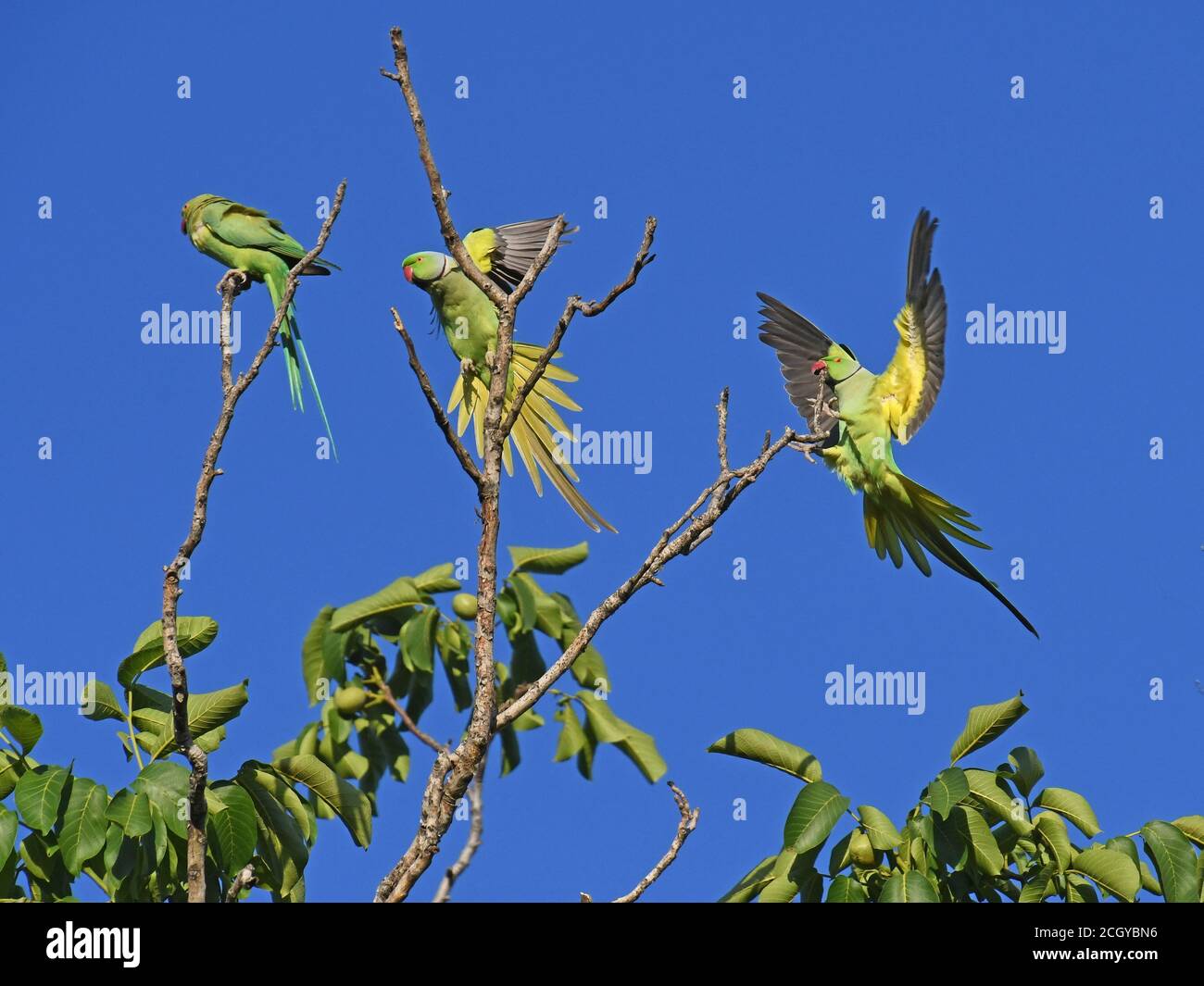Preening parakeet hi-res stock photography and images - Alamy