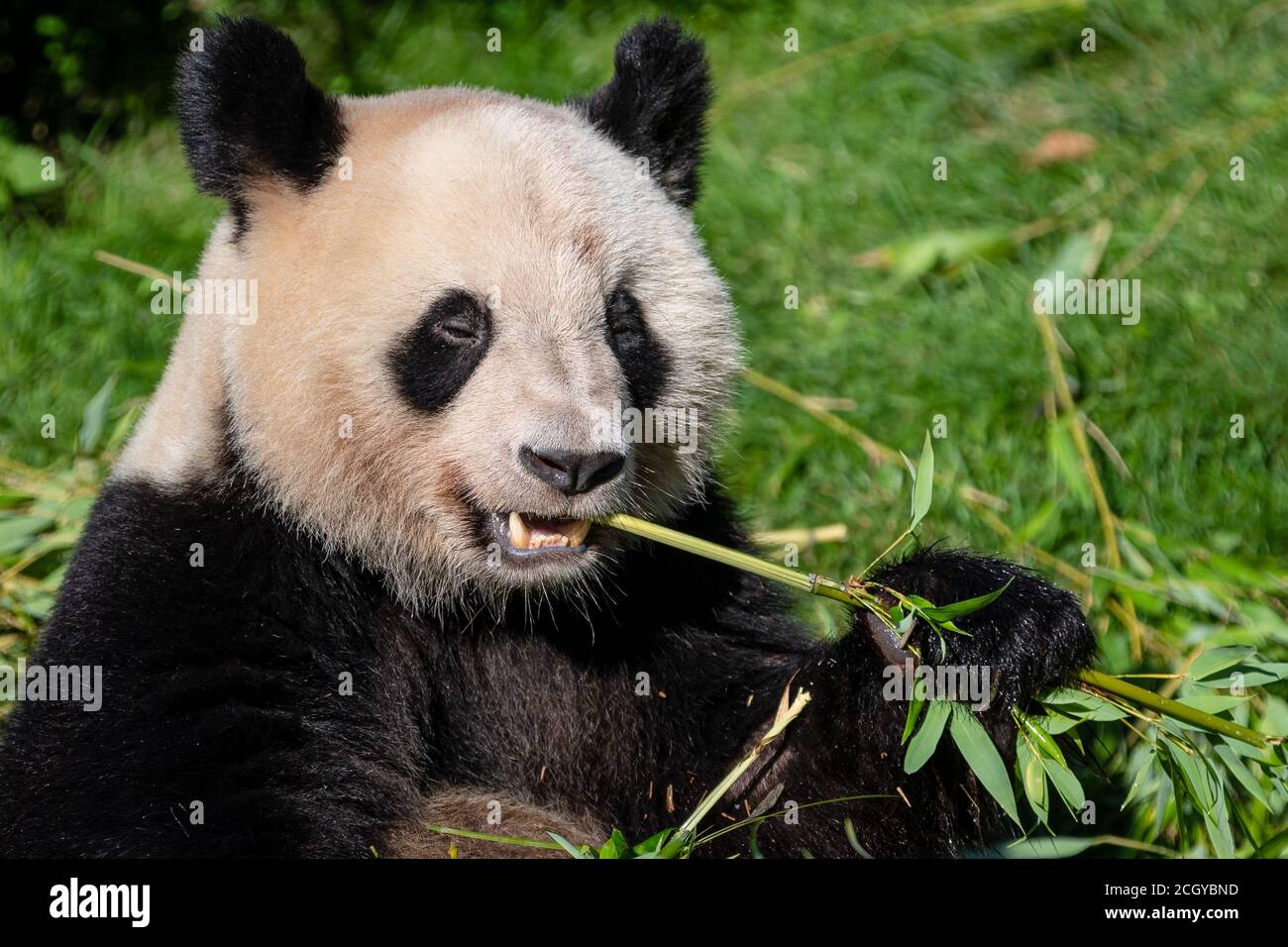 Panda eat eating food hungry hi-res stock photography and images - Alamy