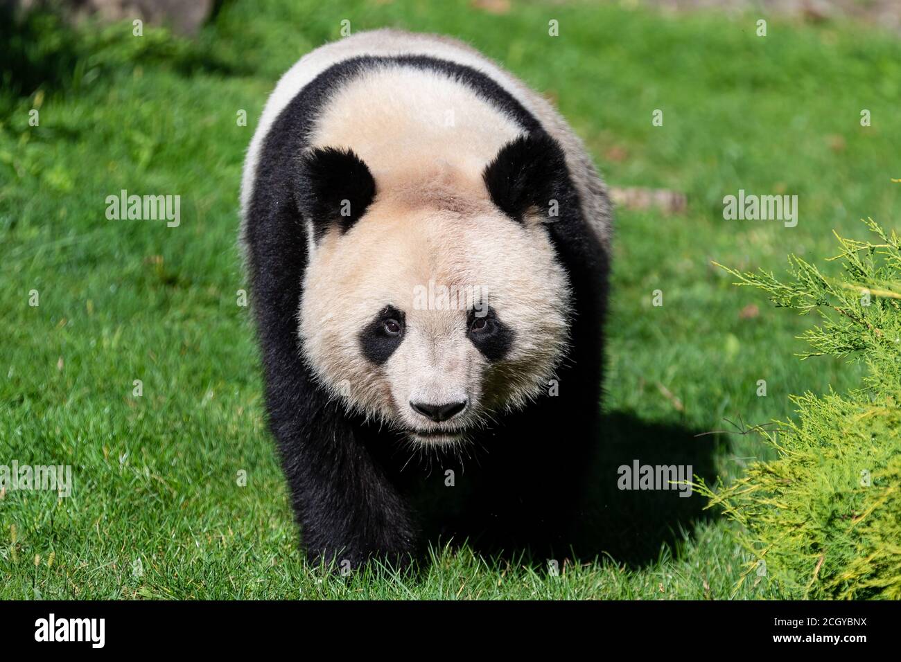 Panda walking grass hi-res stock photography and images - Alamy