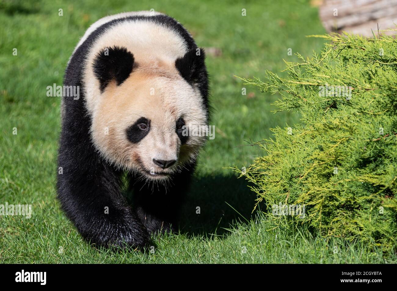 Panda walking in the forest Stock Photo - Alamy
