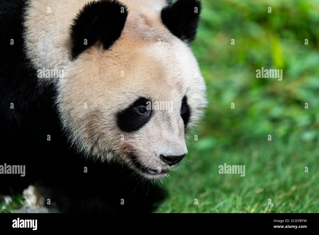 Panda walking in the forest Stock Photo - Alamy