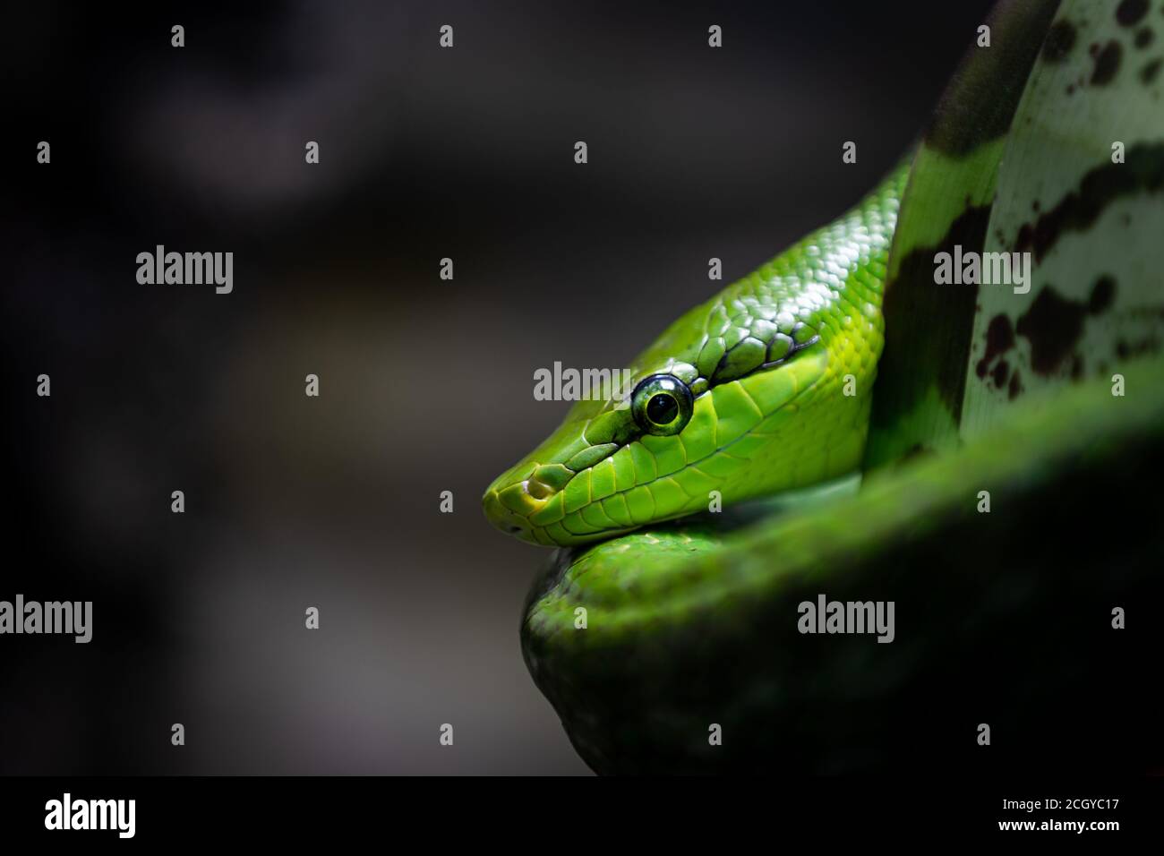 Portrait of green snake in the forest Stock Photo - Alamy