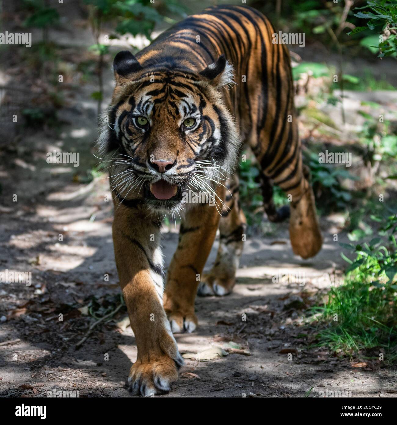 Tiger walking in the forest Stock Photo - Alamy