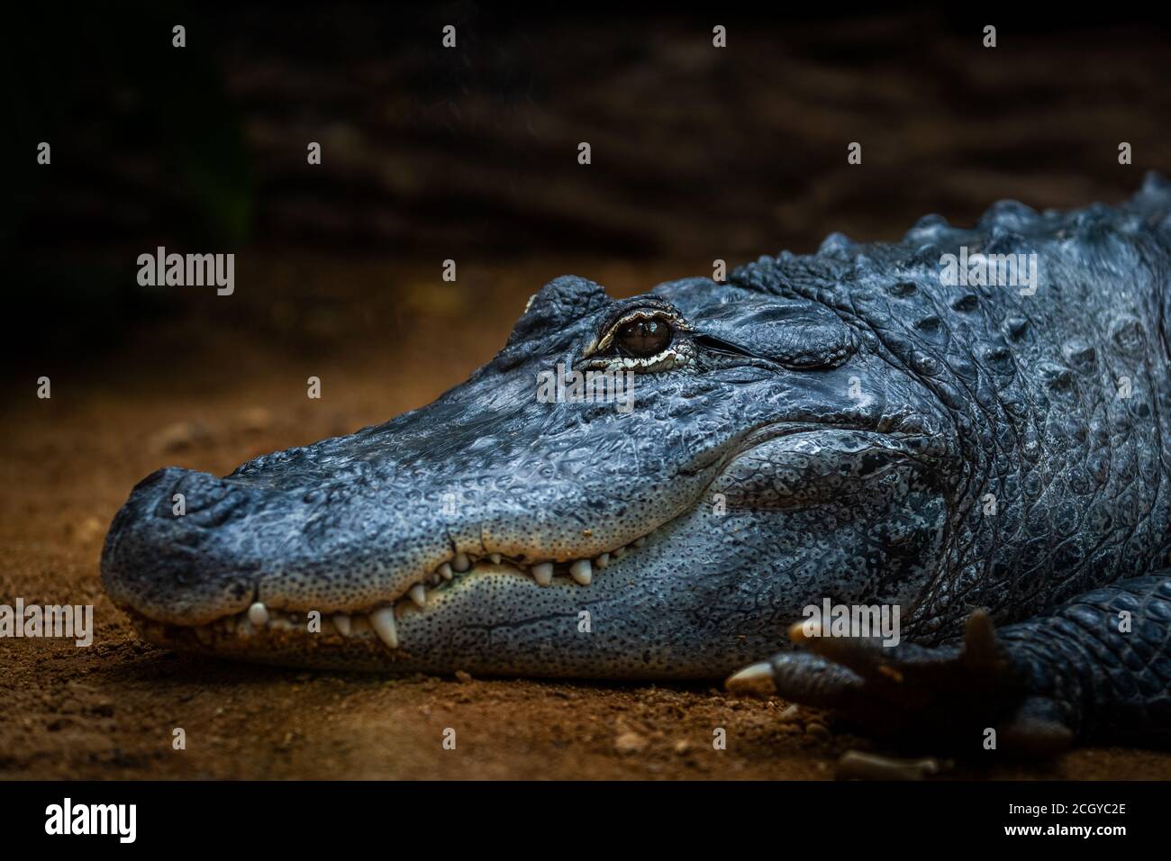 Green cartoon crocodile head hi-res stock photography and images - Alamy