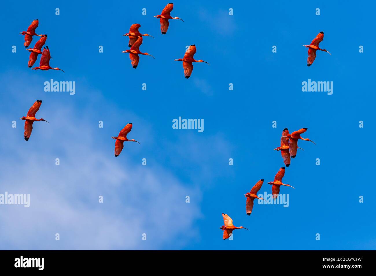 Scarlet ibis flying hi-res stock photography and images - Alamy