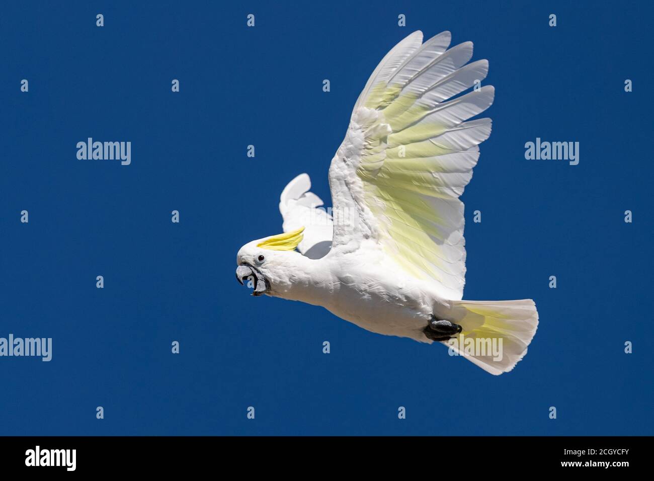 Sulphur-crested Cockatoo flying and crying in the sky Stock Photo - Alamy