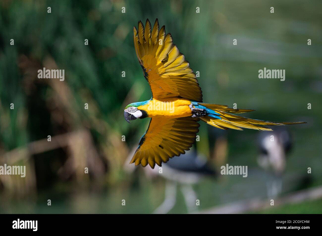 Blue and yellow macaw flying hi-res stock photography and images - Alamy