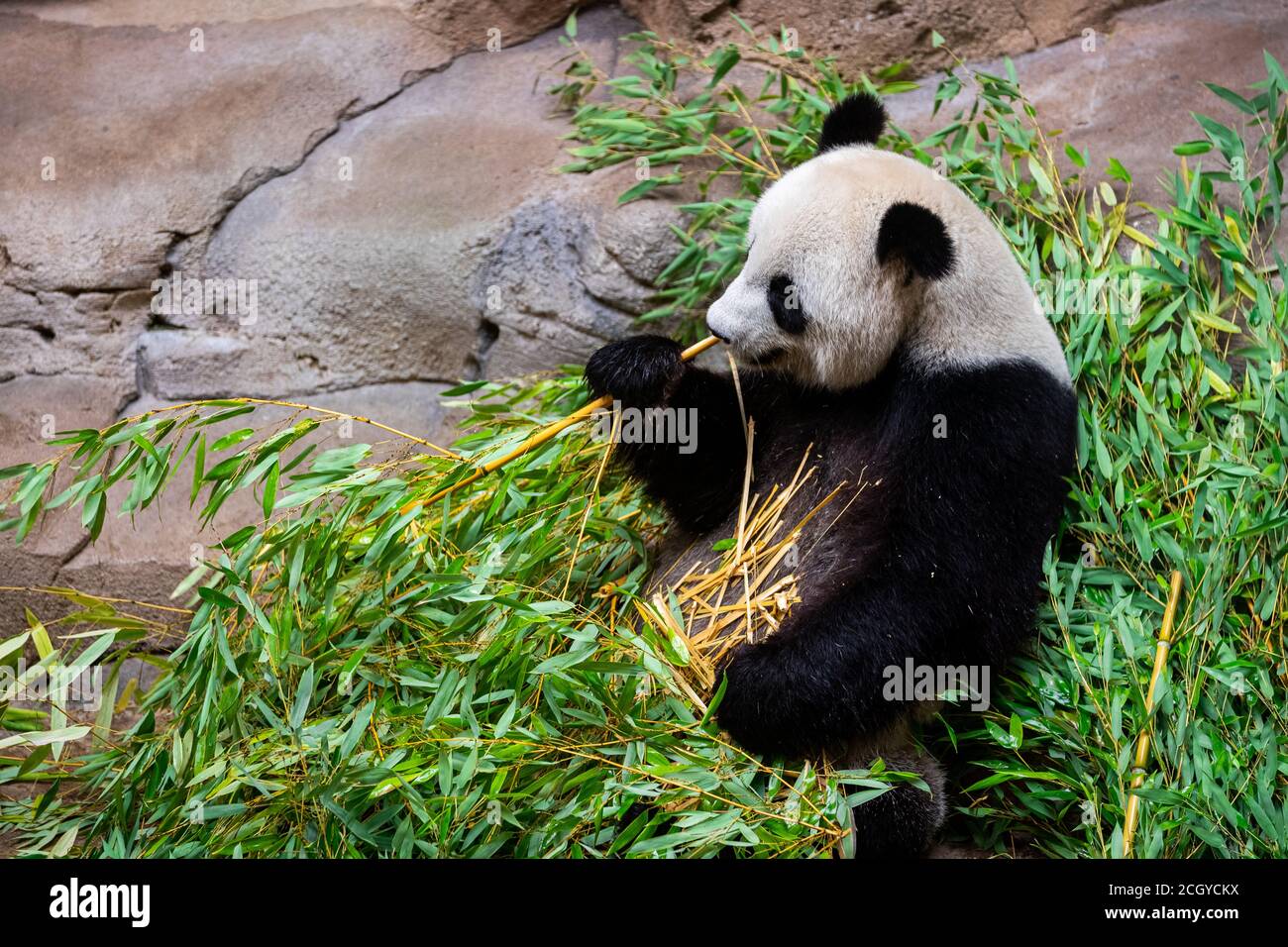 Panda eats bamboo in the forest Stock Photo - Alamy
