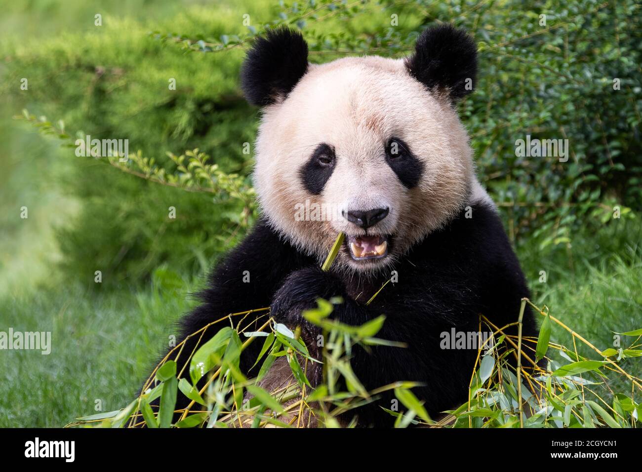 Panda eat eating food hungry hi-res stock photography and images - Alamy
