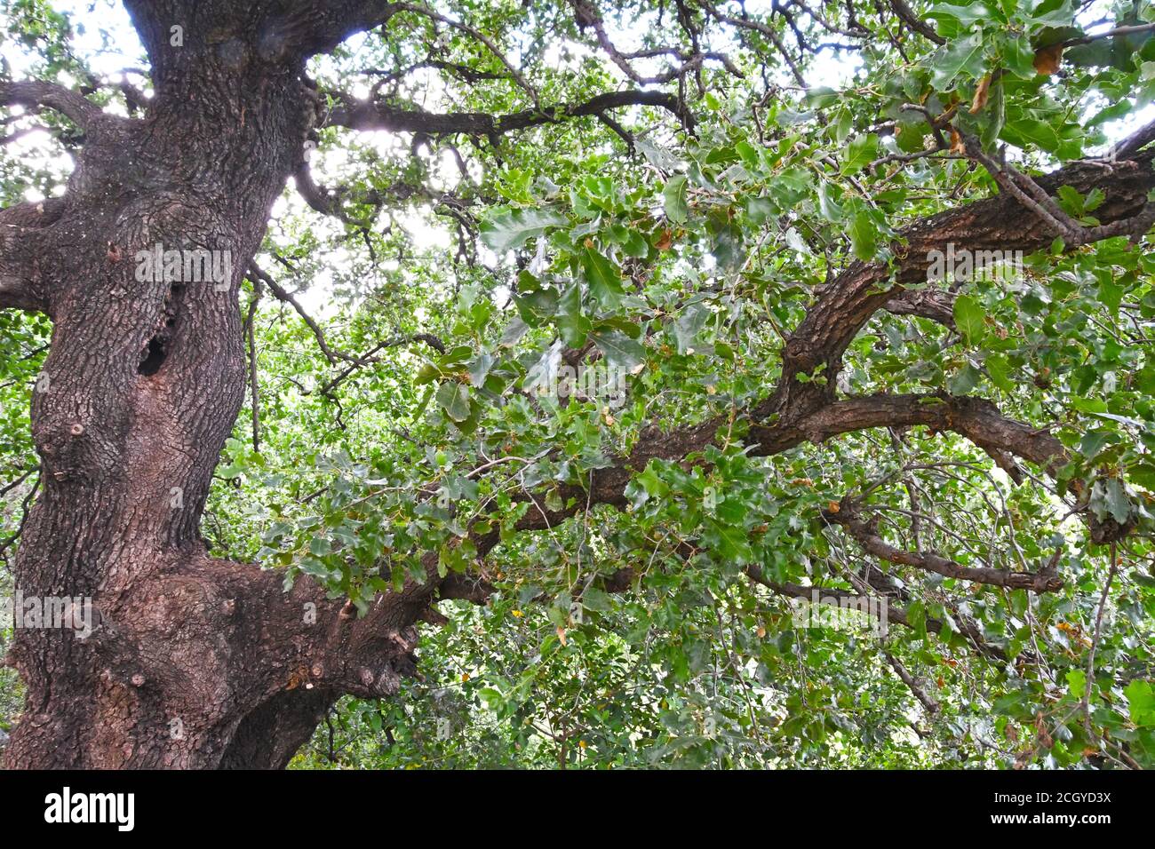 Mighty oak tree hi-res stock photography and images - Alamy