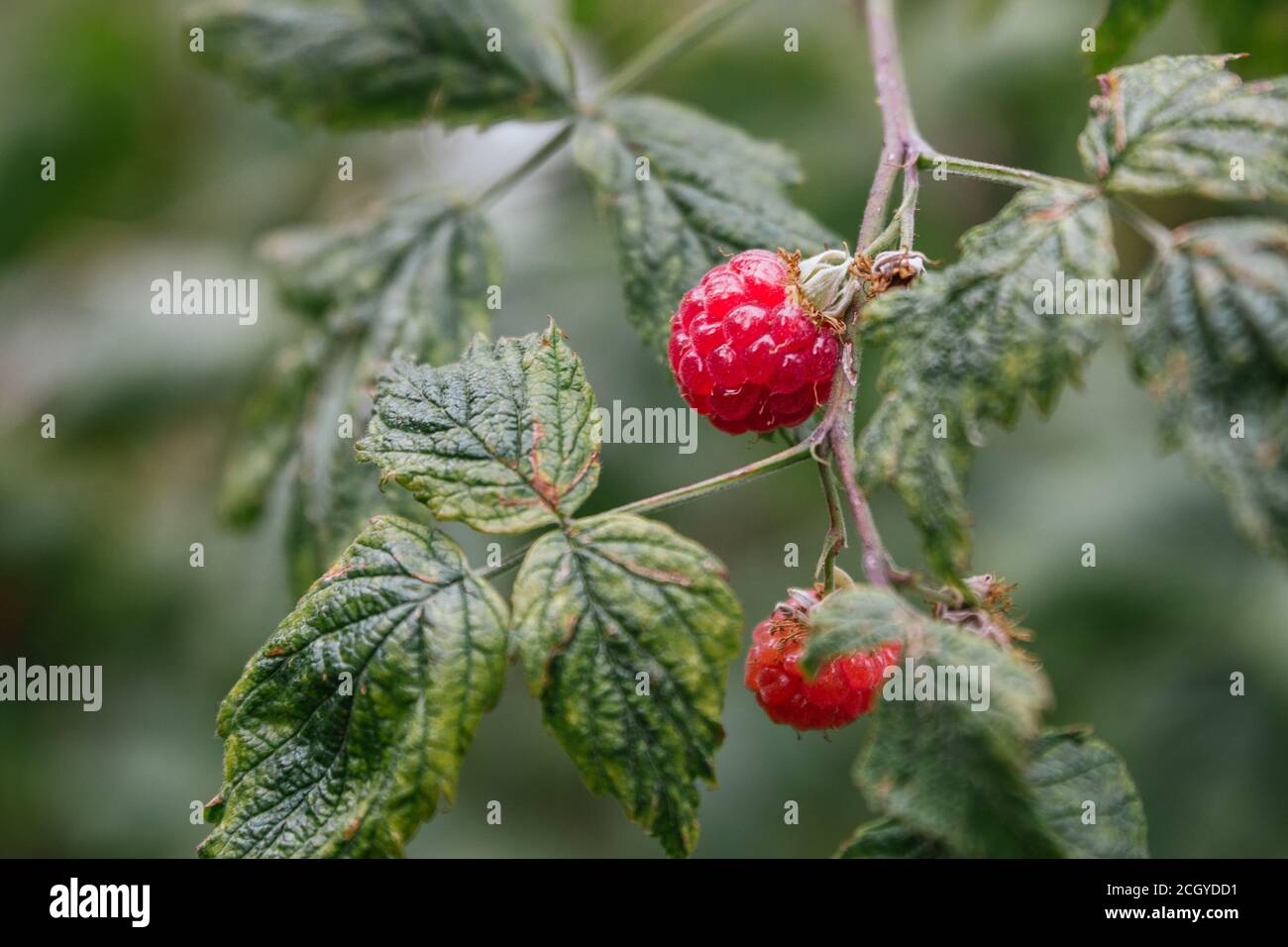 Stock photo of two wild raspberries on a branch Stock Photo - Alamy