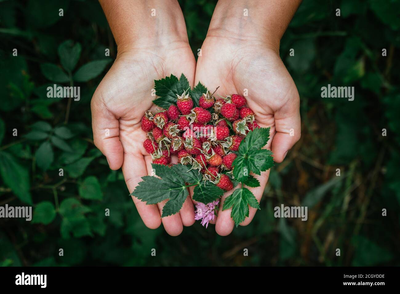 Stock photo of a hands holding fresh wild raspberries Stock Photo - Alamy