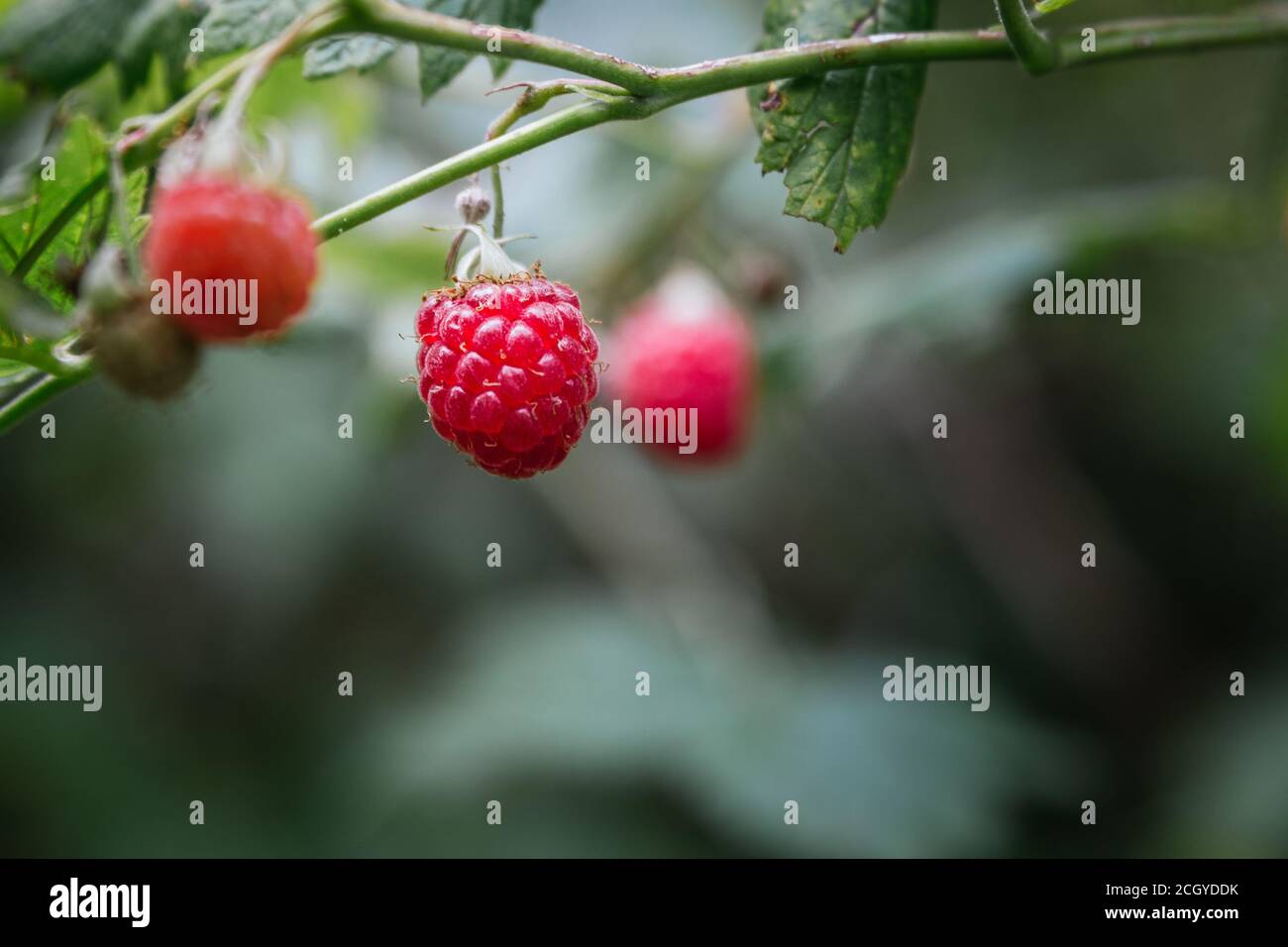 Stock photo of red wild raspberries in a forest. Selective focus Stock ...