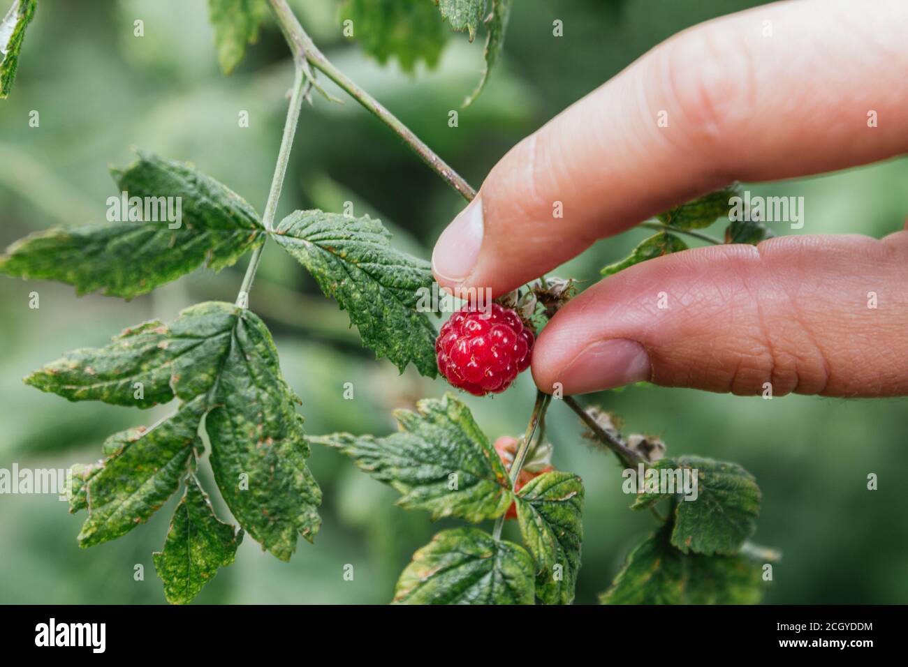 Stock photo of a fingers picking a wild raspberry Stock Photo - Alamy