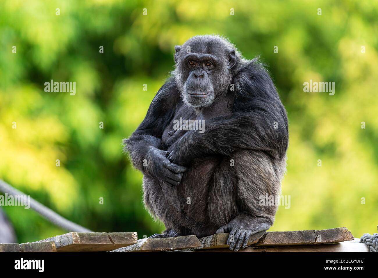 Chimpanzee resting in the forest Stock Photo - Alamy