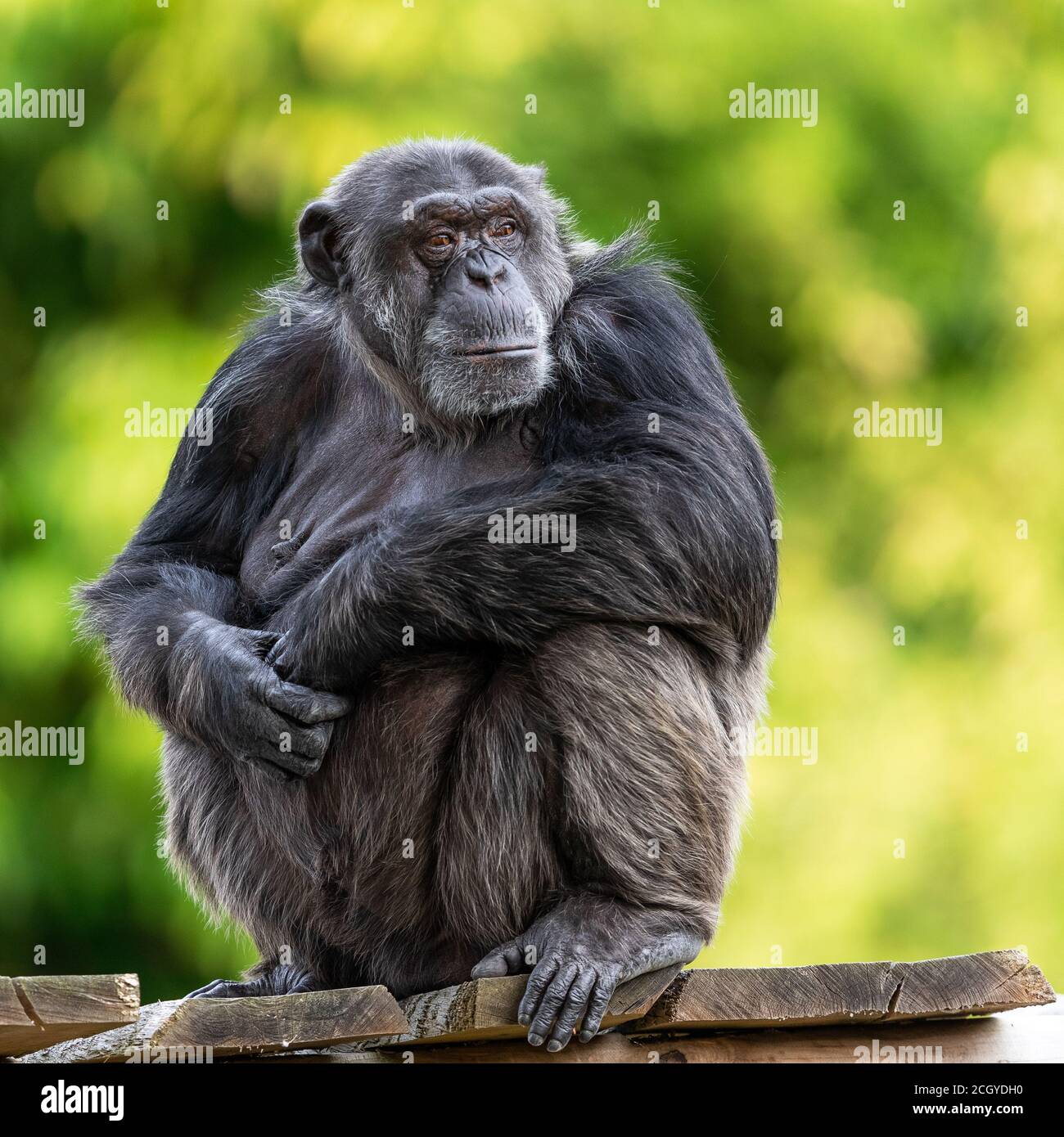 Common chimpanzee monkey sitting in hi-res stock photography and images ...