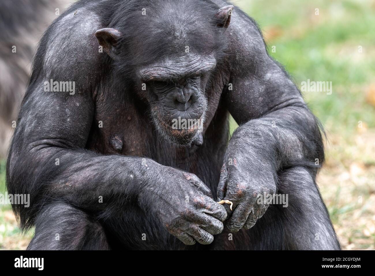 See no evil hear no evil chimpanzees hi-res stock photography and ...