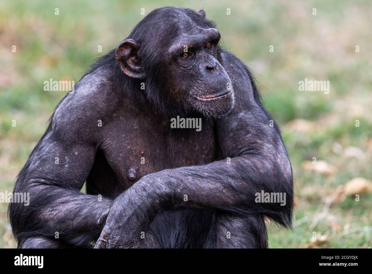 Chimpanzee resting in the forest Stock Photo - Alamy