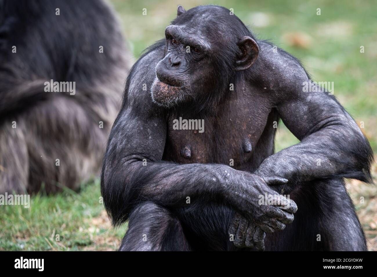 Chimpanzee Head High Resolution Stock Photography and Images - Alamy
