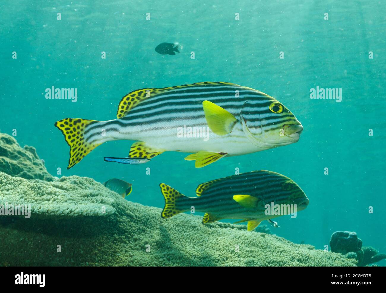 Oriental Sweetlips, Plectorhinchus vittatus, on coral reef in Ari Atoll ...