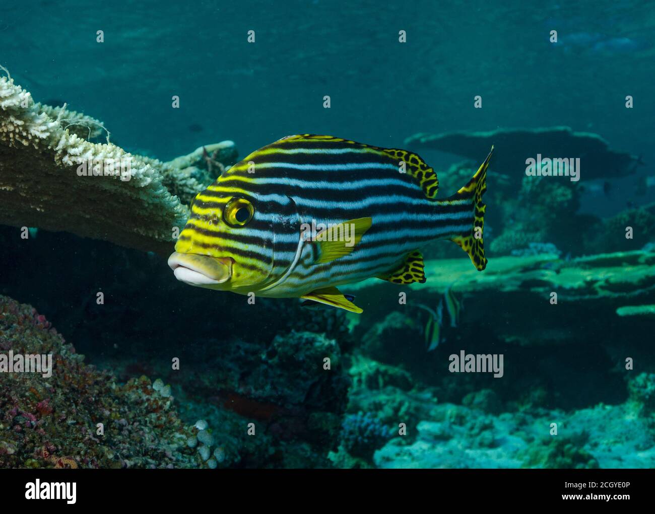 Indian ocean oriental sweetlips plectorhinchus vittatus hi-res stock ...