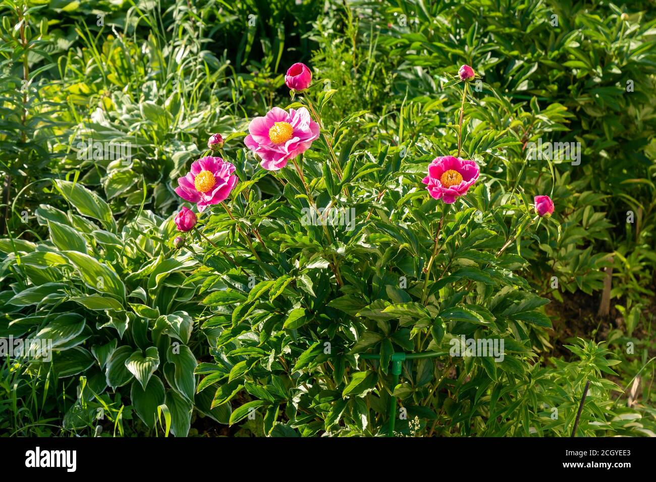Pink blooming Peony bush in the garden Stock Photo - Alamy