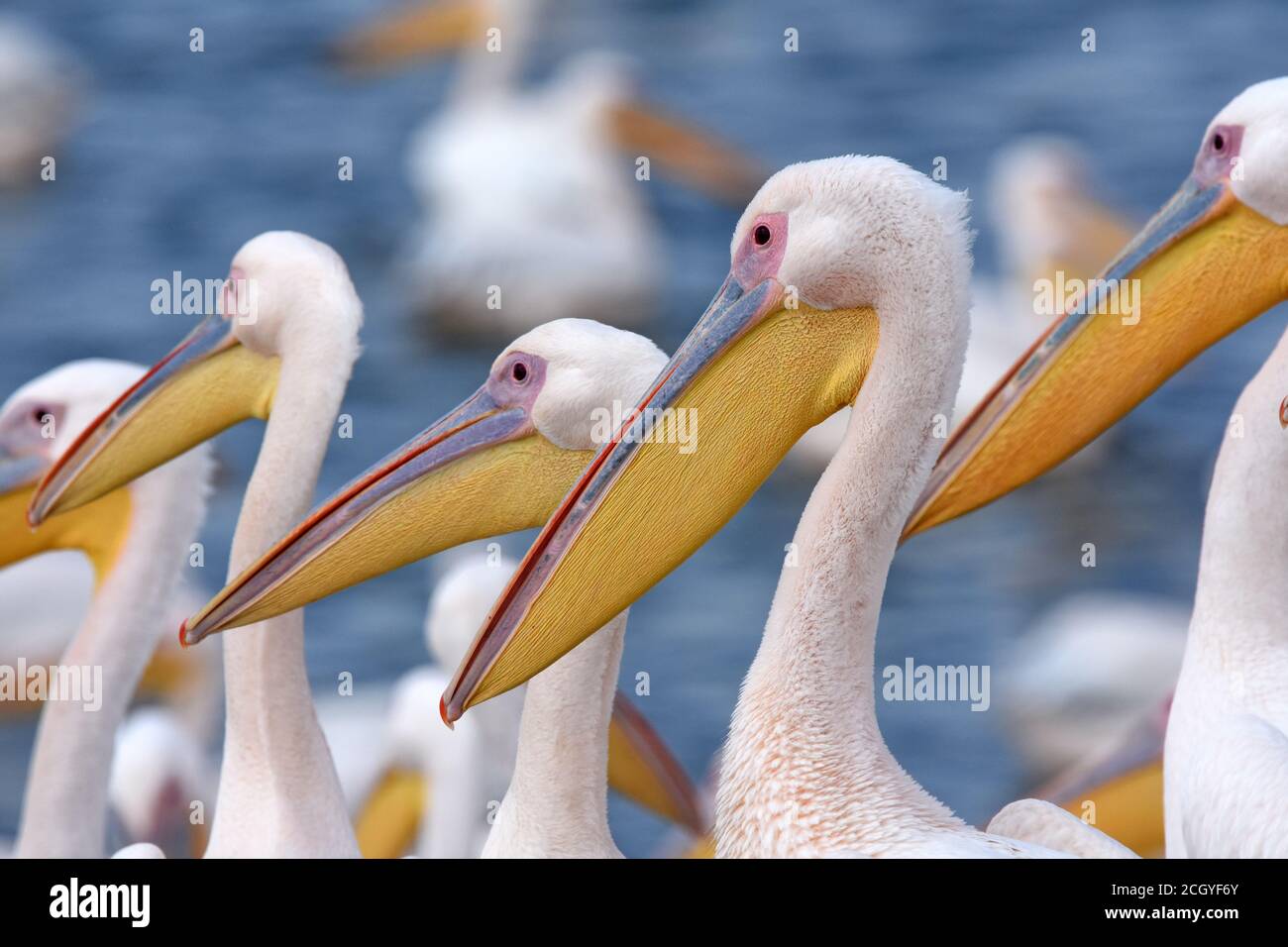 Great White Pelican group Stock Photo - Alamy