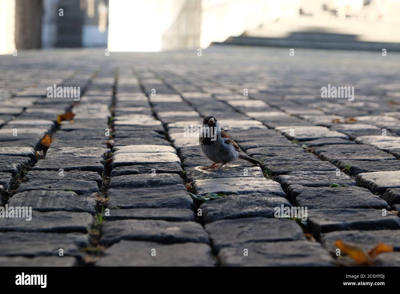 Bird in Geneva Stock Photo - Alamy