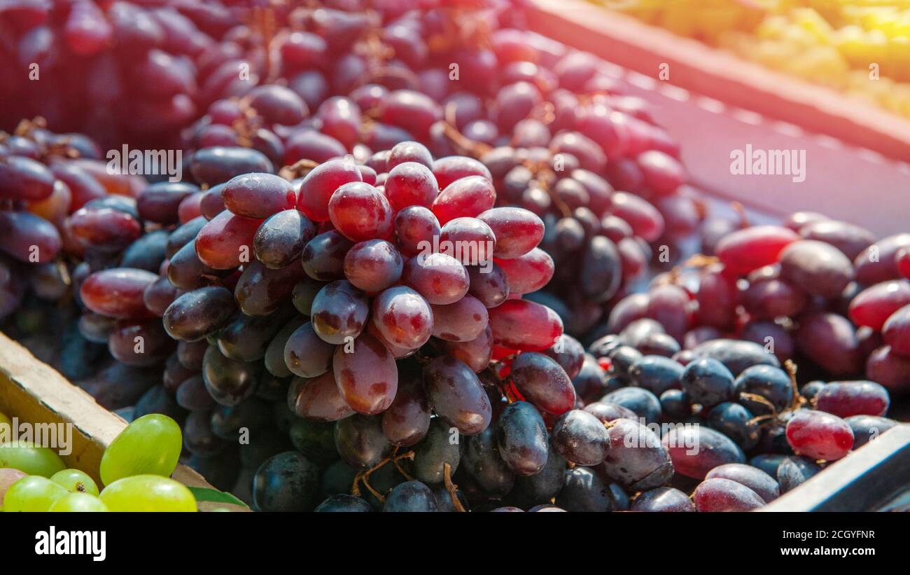 Grapes harvest red boxes hi-res stock photography and images - Alamy
