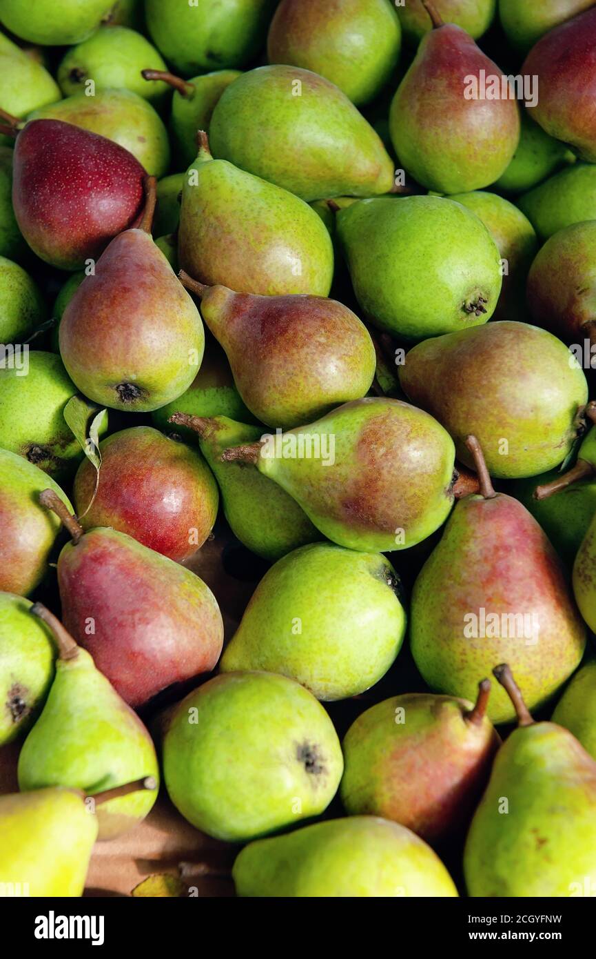 Ripe pears on the market counter. harvest of pears is prepared for sale ...