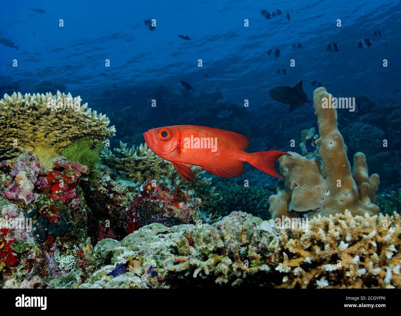 crescent tail bigeye, Priacanthus hamrur, on coral reef, Ari Atoll ...