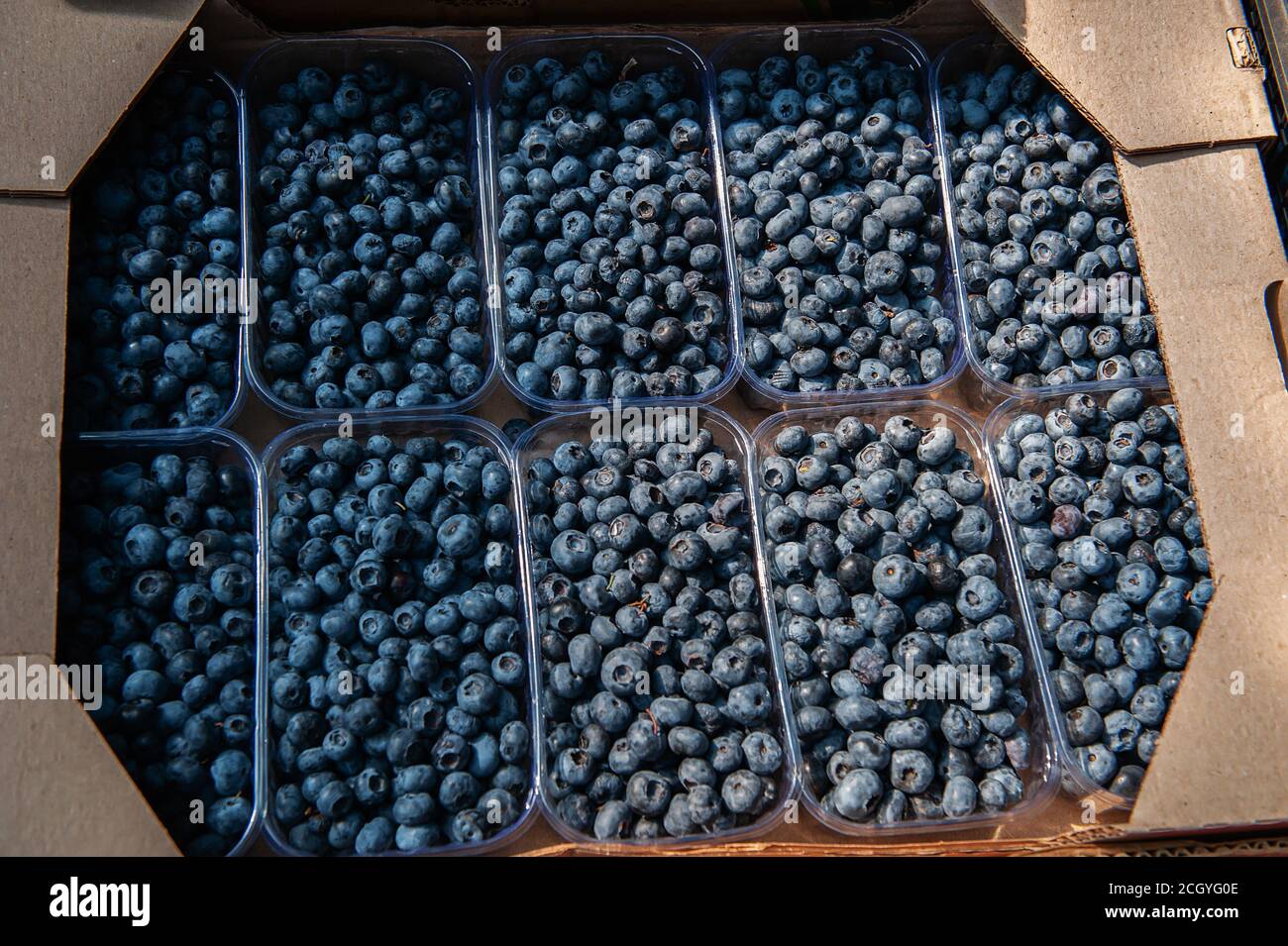 Large blueberries are on the counter at the market. blueberry crop is ...