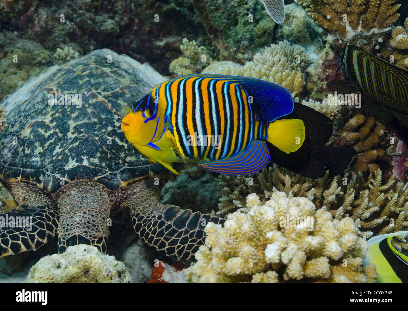 Regal Angelfish Pygoplites Diacanthus High Resolution Stock Photography ...