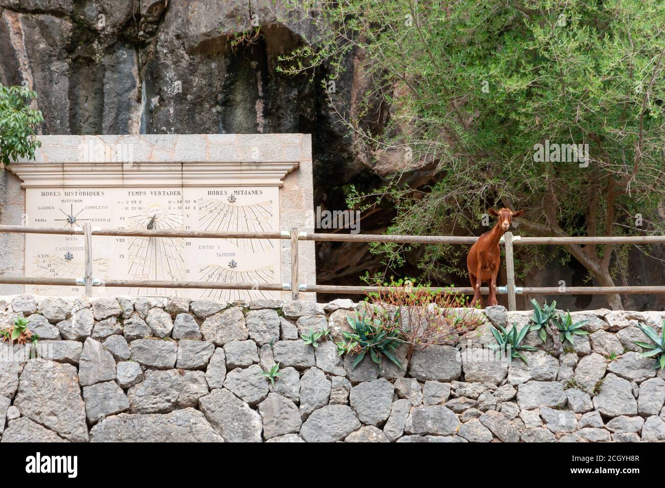 Wild brown Mallorcan goat leaning out of a railing at Lluc Monastery ...