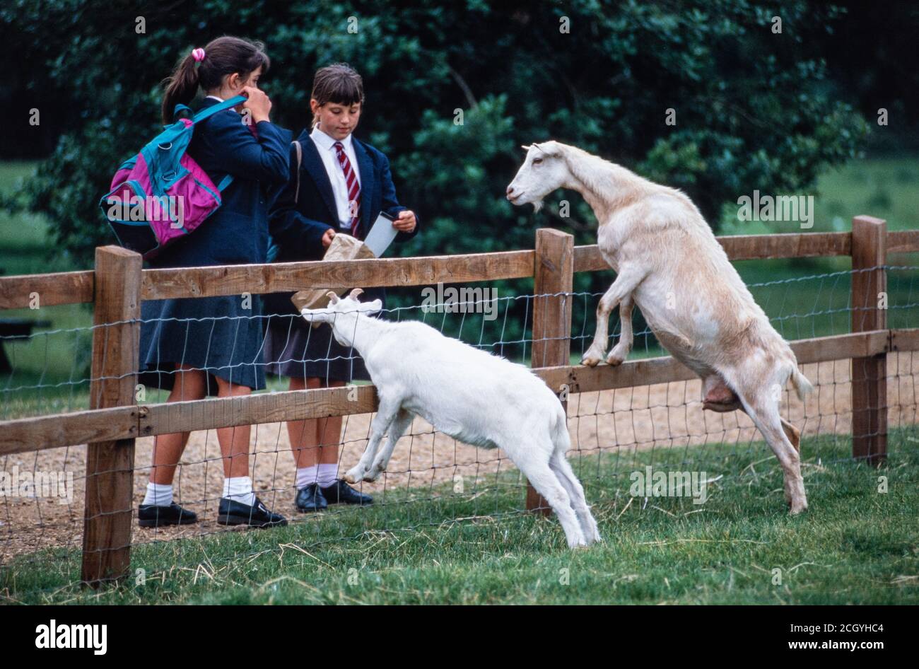 School parties visit Easton Farm Park in Great Easton, Suffolk. 10 July ...