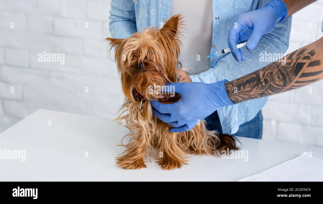 Professional veterinarian making injection dog hi-res stock photography ...