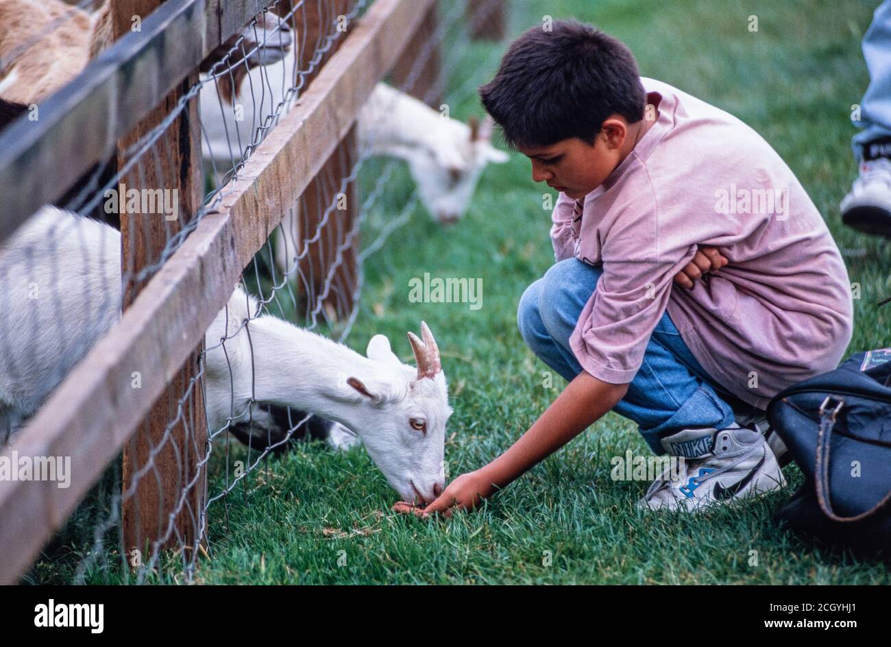 School parties visit Easton Farm Park in Great Easton, Suffolk. 10 July ...