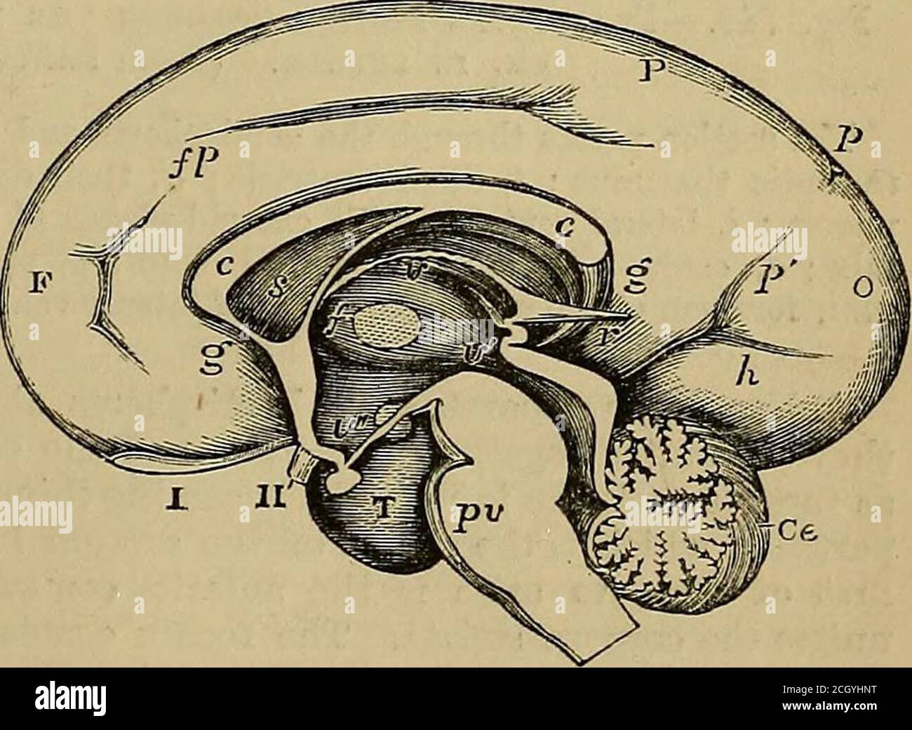 Parieto occipital hi-res stock photography and images - Alamy
