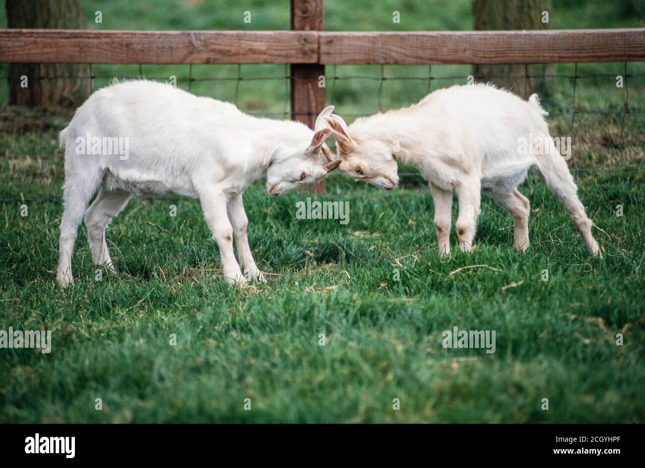 School parties visit Easton Farm Park in Great Easton, Suffolk. 10 July ...