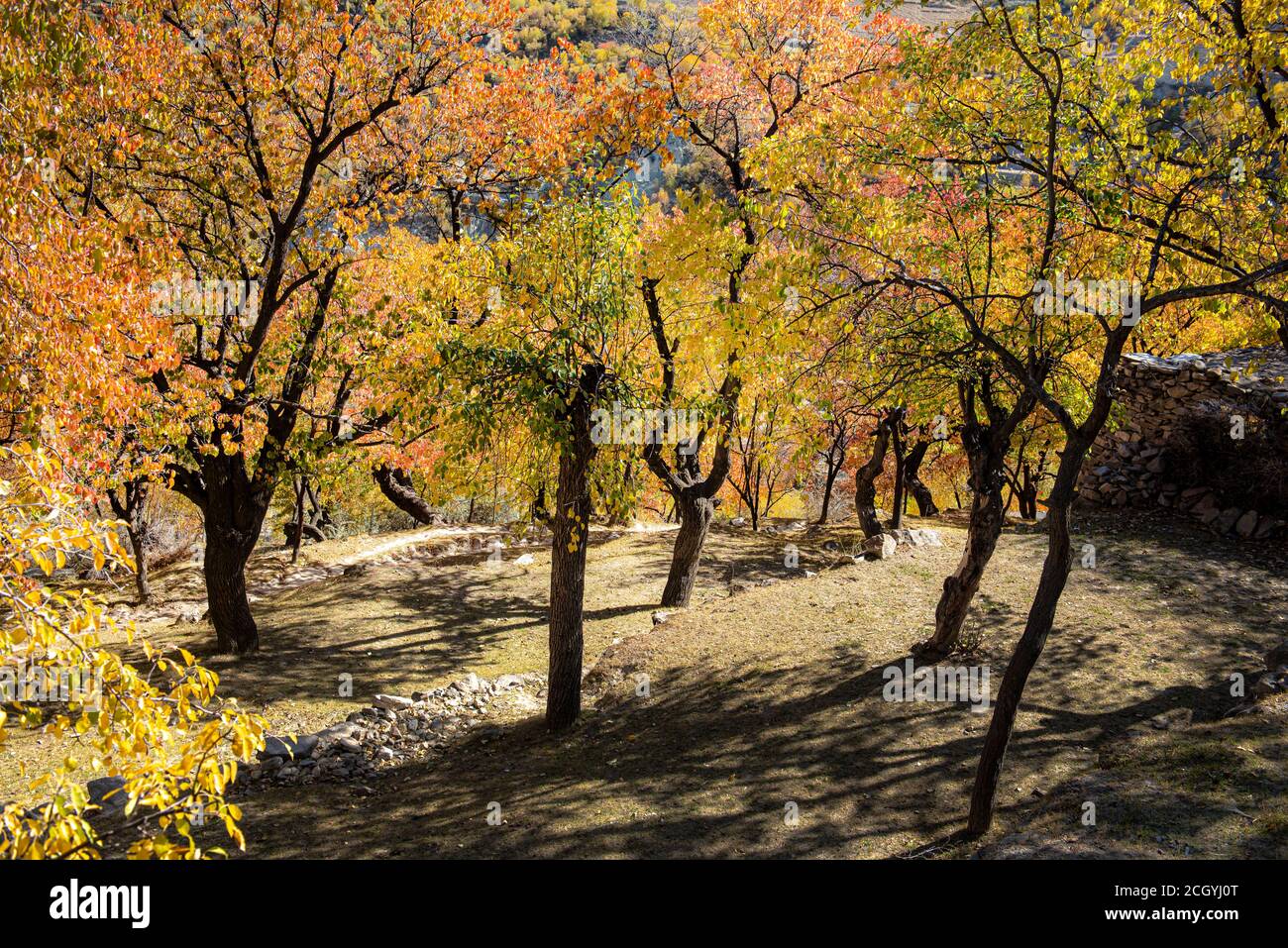 autumn at hunza in norhtern areas of gilgit baltistan , Pakistan Stock ...