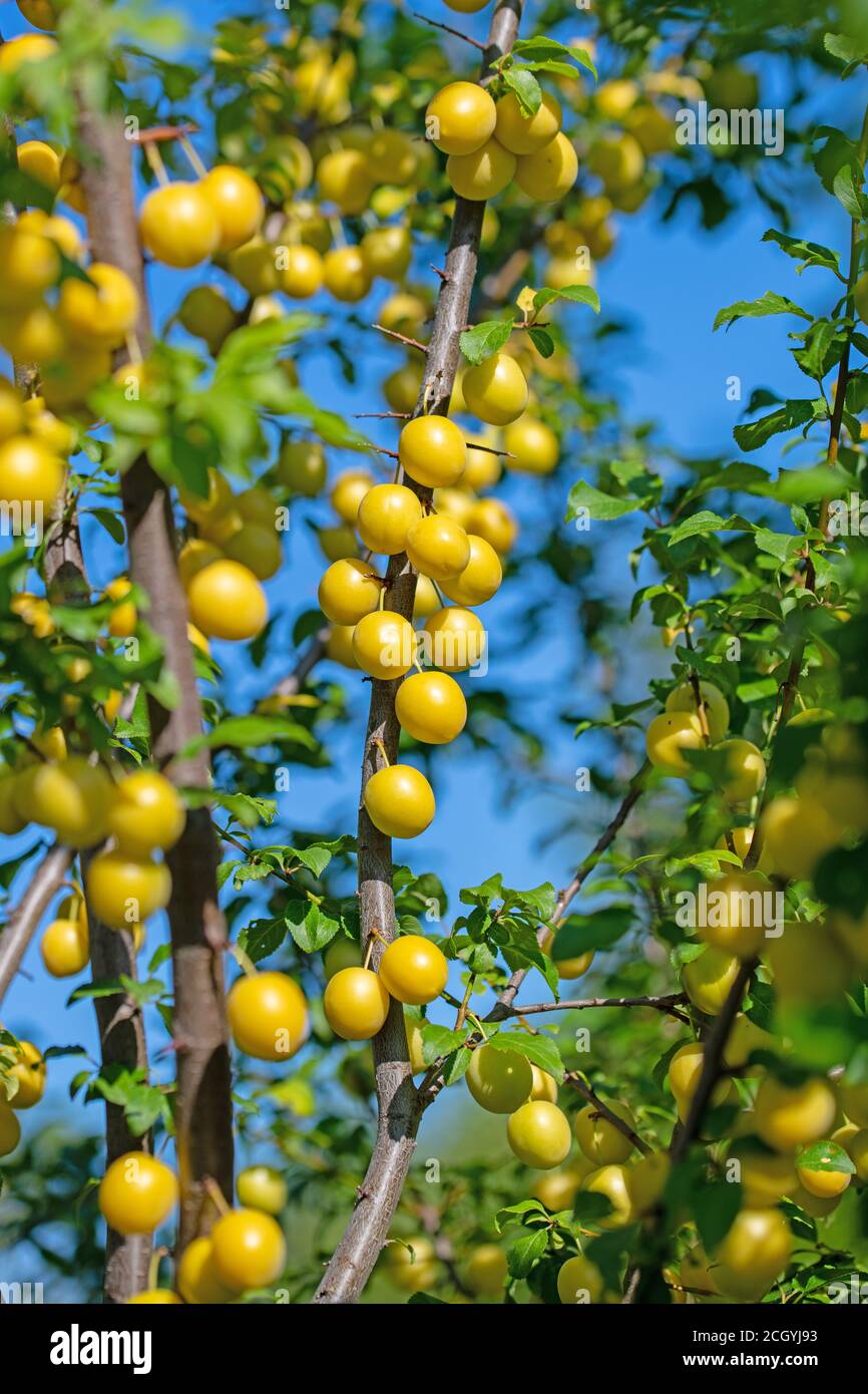 Yellow mirabelle plums on the tree Stock Photo - Alamy
