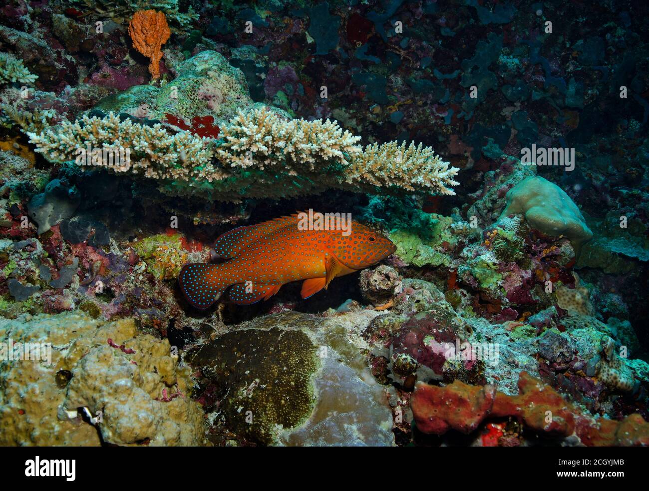 Coral Grouper, Cephalopholis miniata, on coral reef, Bathala island, Maldives Stock Photo - Alamy