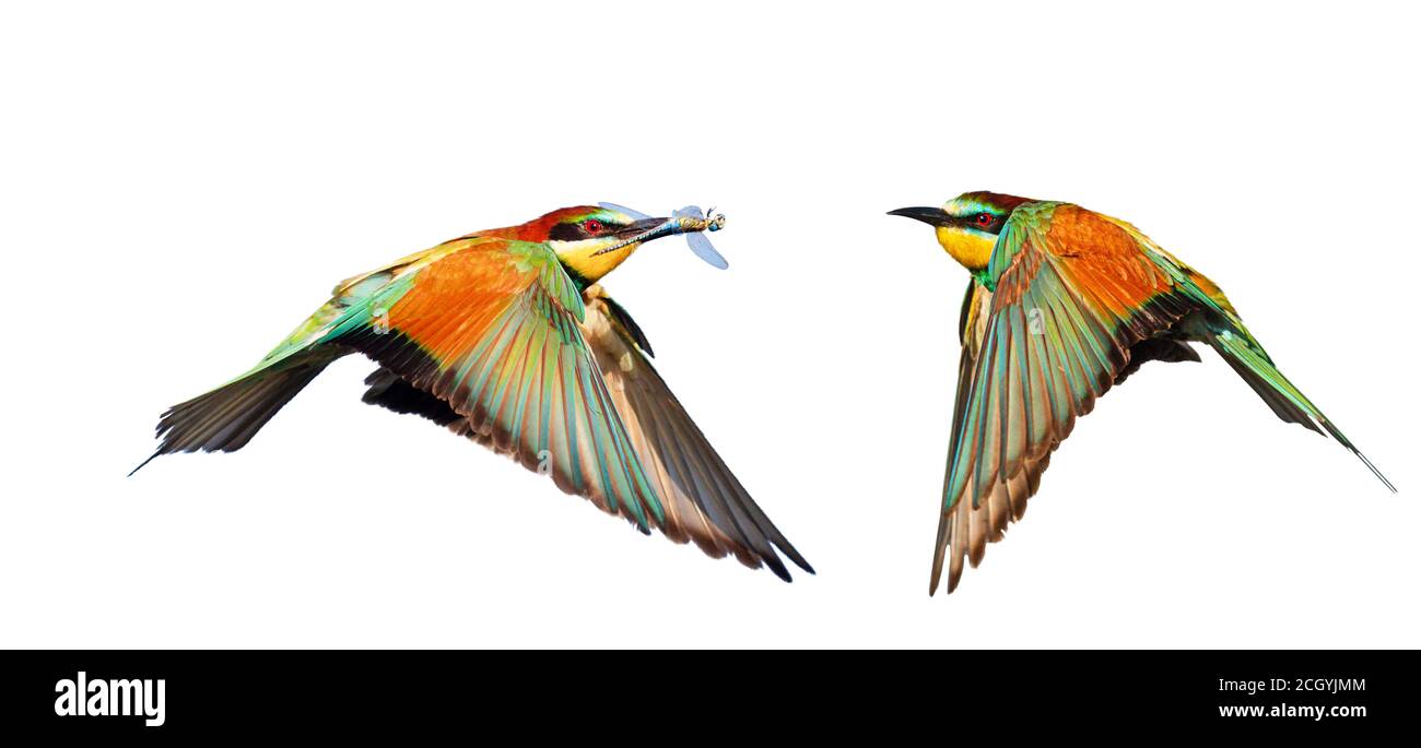 colorful wild birds isolated on white background Stock Photo - Alamy