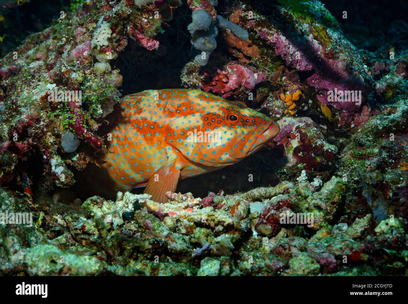 Coral Grouper, Cephalopholis miniata, on coral reef, Bathala island ...