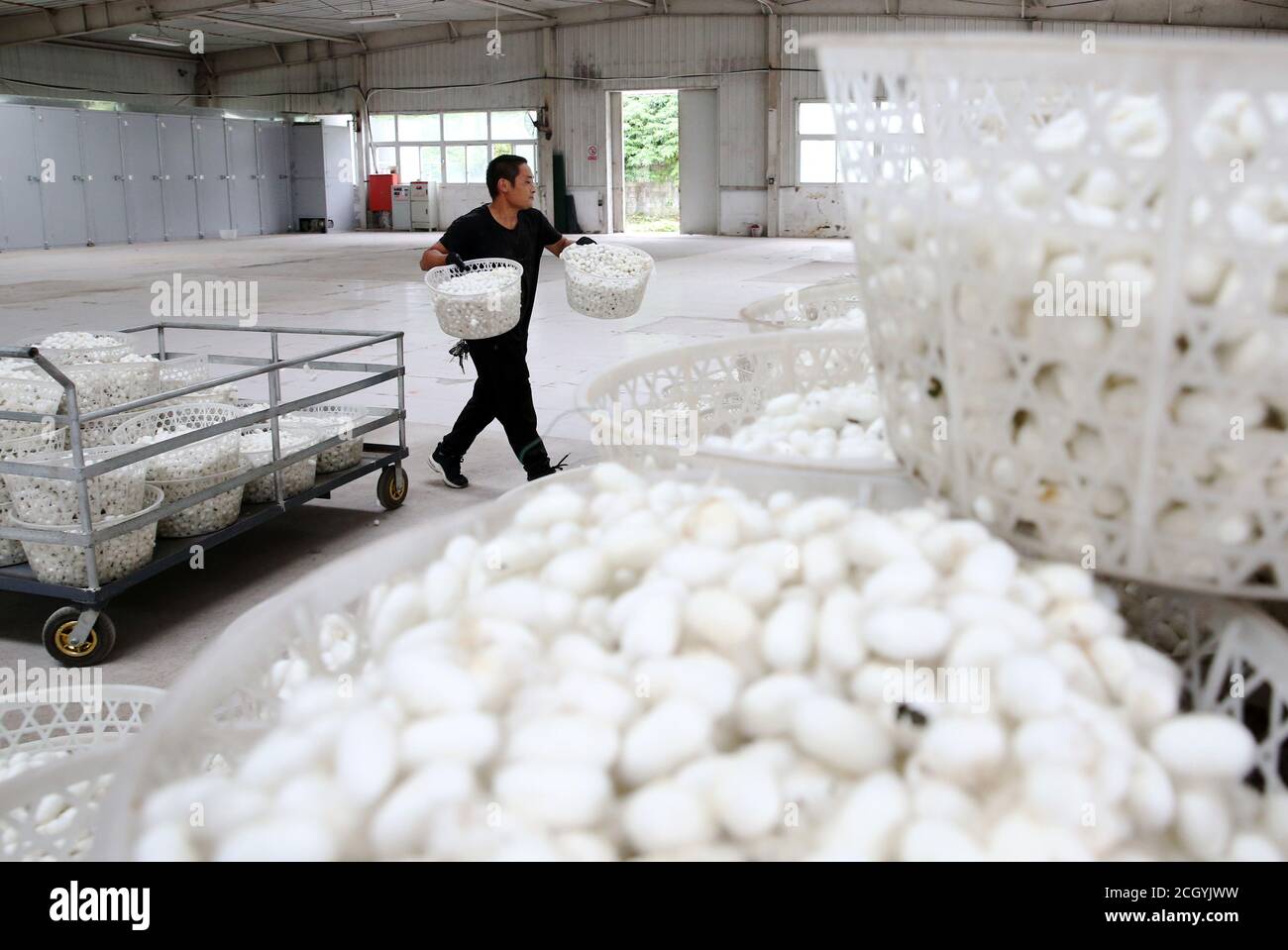 Rearing of silkworms hi-res stock photography and images - Alamy