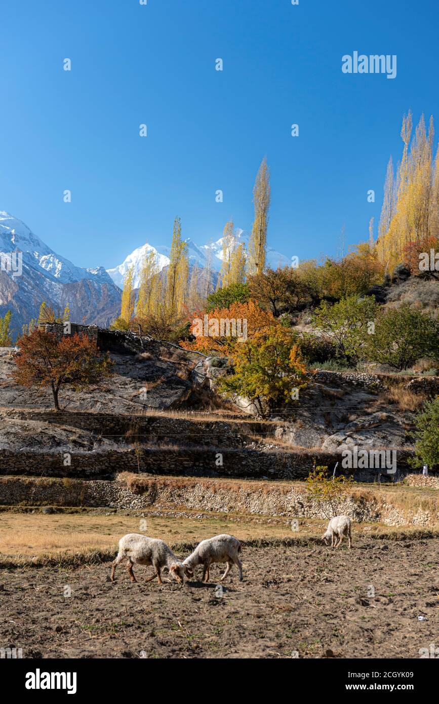 autumn at hunza in norhtern areas of gilgit baltistan , Pakistan Stock ...